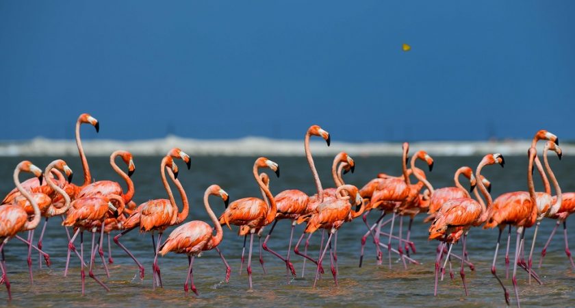 500 œufs de flamants roses perdus sur le tournage d’un film de Nicolas ...